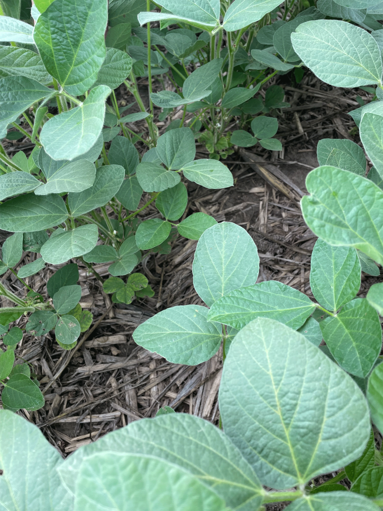 Planting Green into Cover Crops: Tips from an Iowa Farmer | 4R Plus